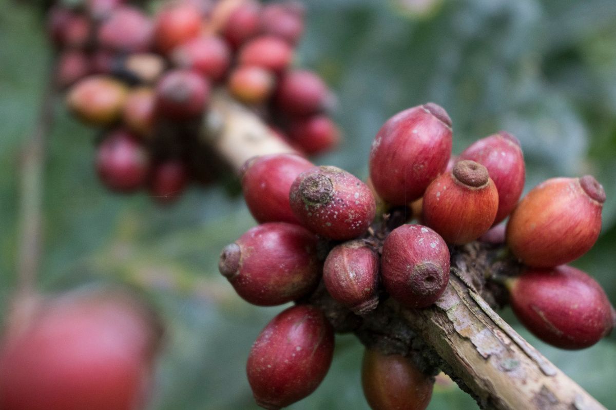 The Different Types of Coffee Beans Explained | Coffi Dre