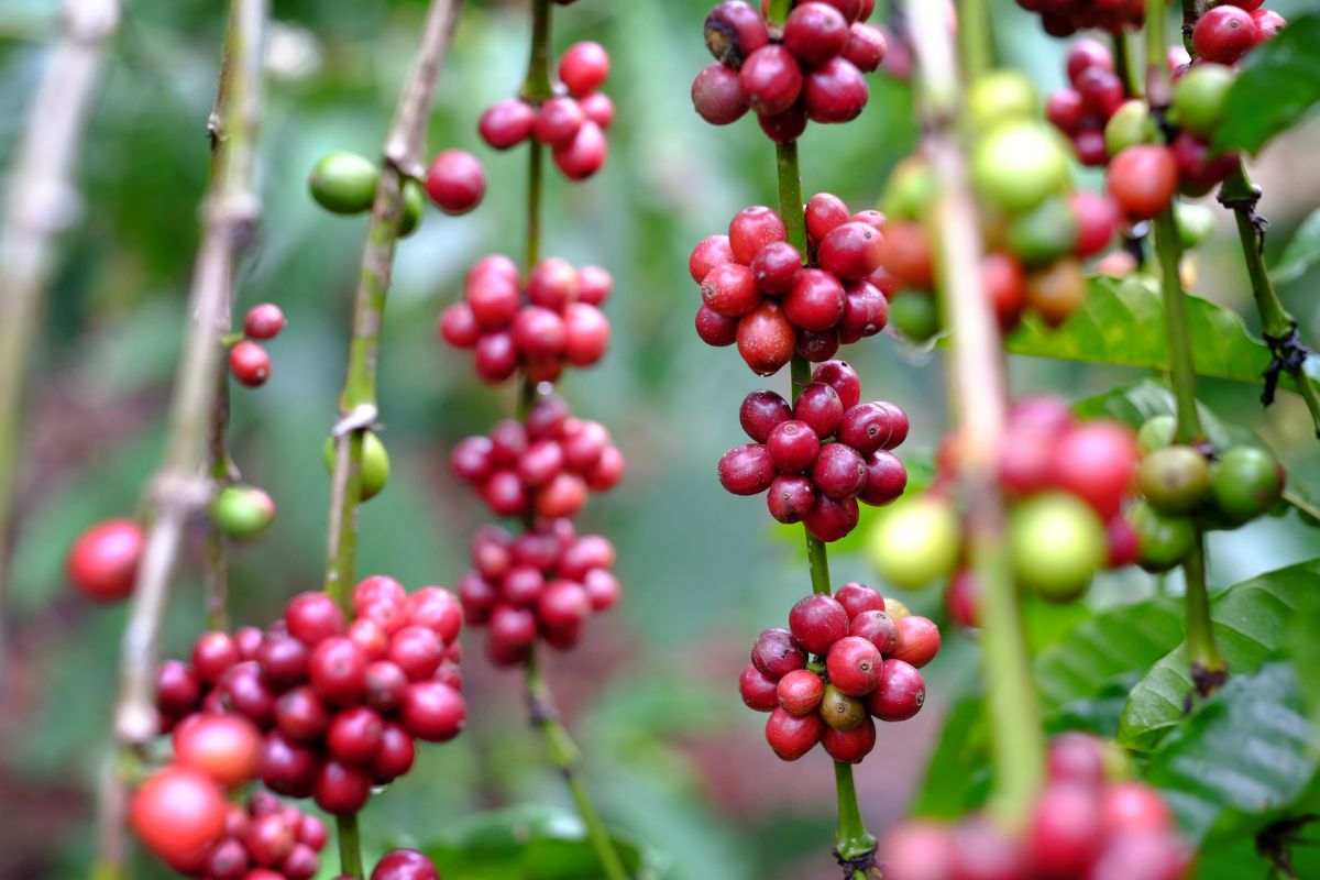 The Different Types of Coffee Beans Explained | Coffi Dre